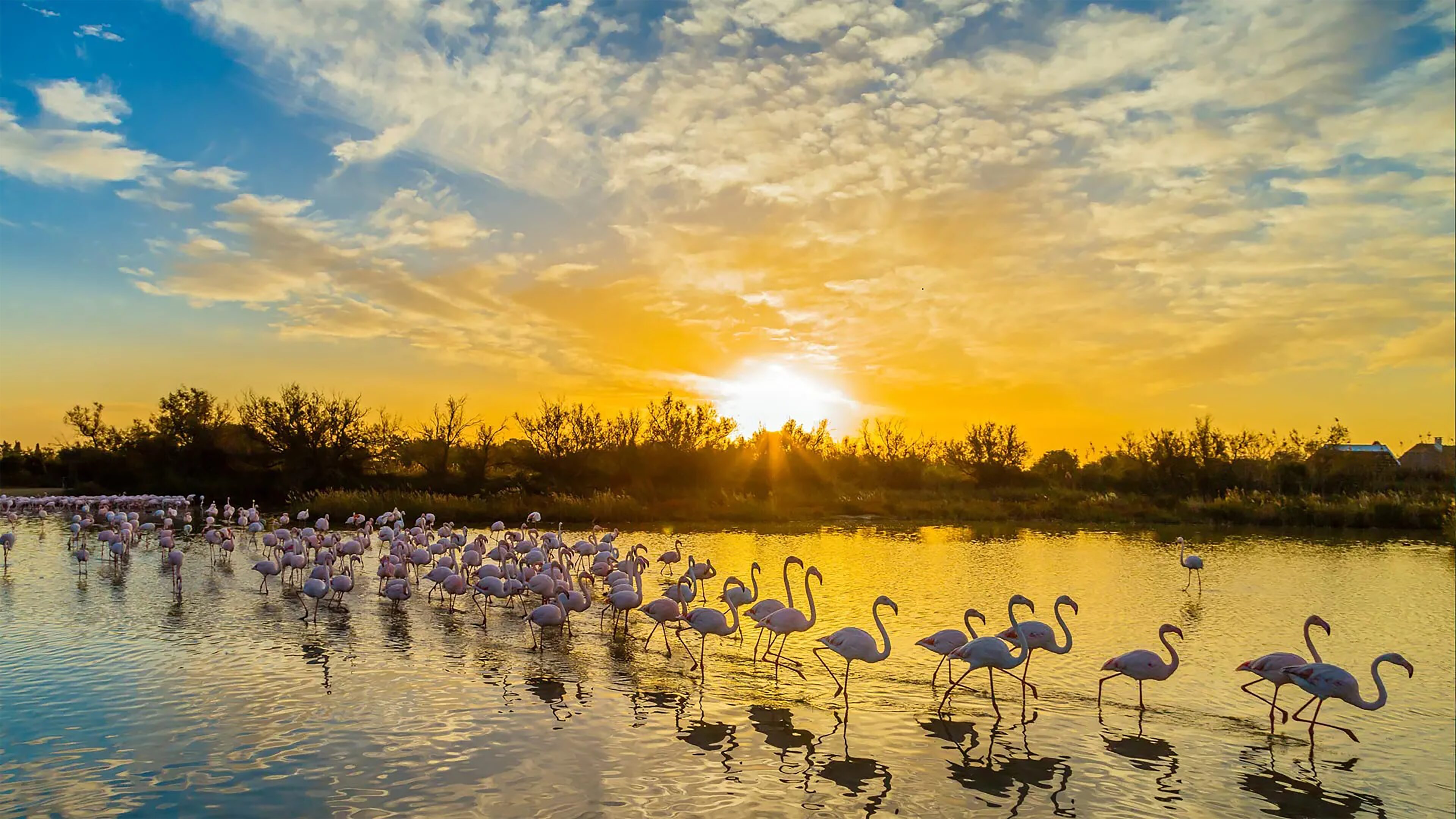 Přírodní park Camargue: Zelená perla Provence | CK CestoMilové